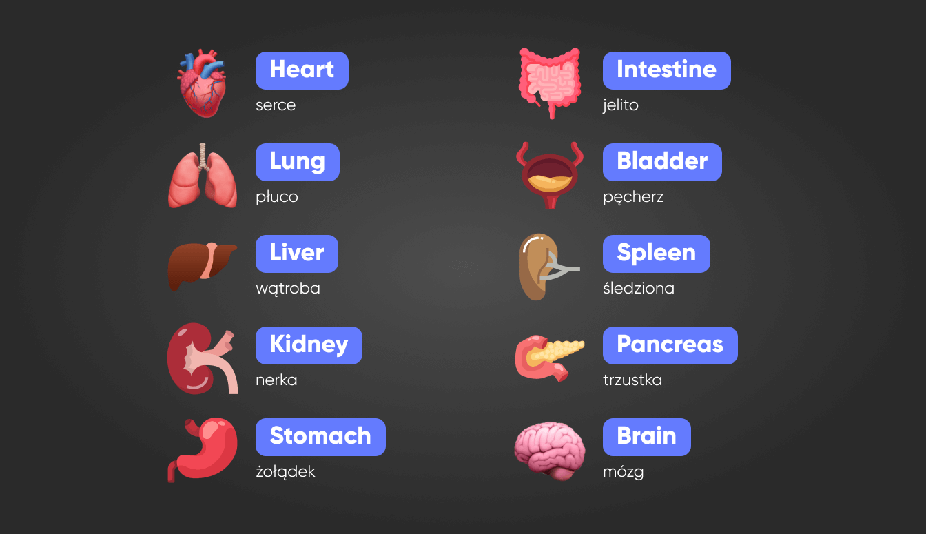 Części ciała człowieka po angielsku: anatomia, organy, szkielet